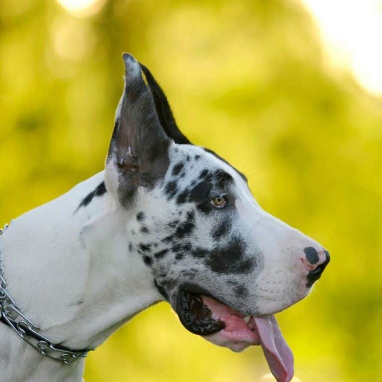 13 Cockapoo Coat Colors + Pictures - Doggie HQ