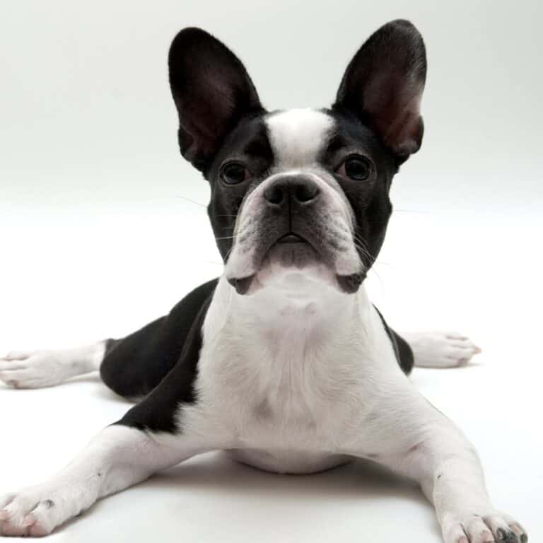 The In-Depth Guide to the Boston Terrier Pit Bull Mix - Doggie HQ
