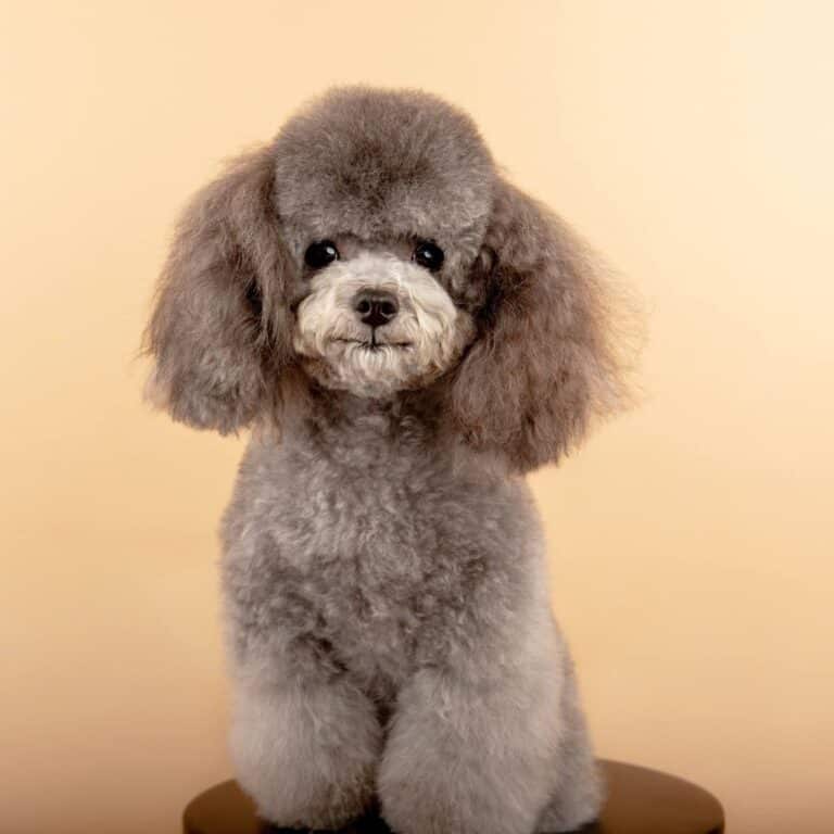 What Is A Teddy Bear Haircut? Only The Cutest Cut for Dogs - Doggie HQ