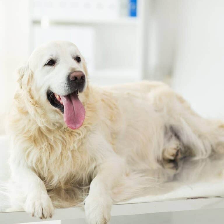 Folliculitis in Dogs + How To Treat (including natural remedies)