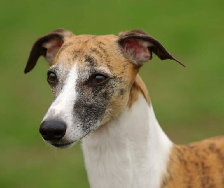 Dog Breeds That Start With W (plus pictures!) - Doggie HQ