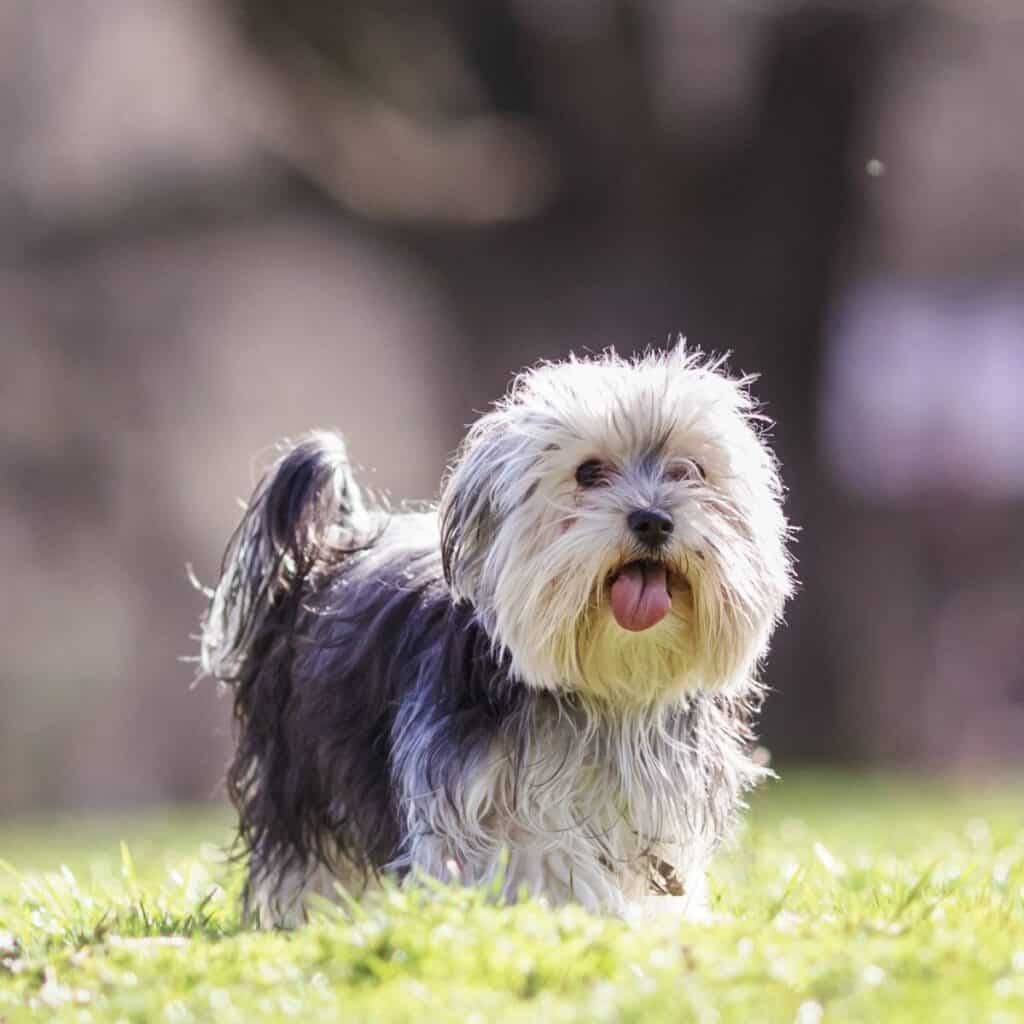 Morkie Poo: The Yorkie, Maltese, Poodle Mix - Doggie HQ