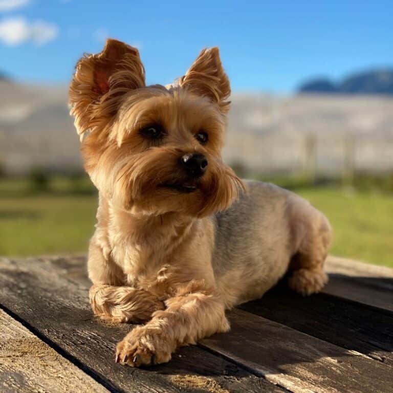 All About the Frorkie: A French Bulldog Yorkie Mix - Doggie HQ