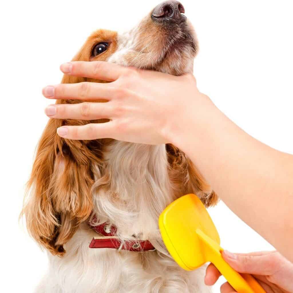 What Is A Teddy Bear Haircut? Only The Cutest Cut for Dogs - Doggie HQ